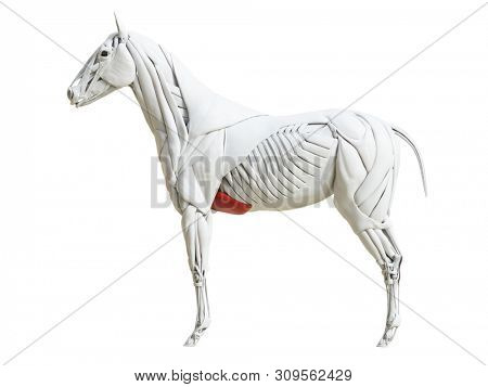 3d Rendered Medically Image & Photo (Free Trial) | Bigstock