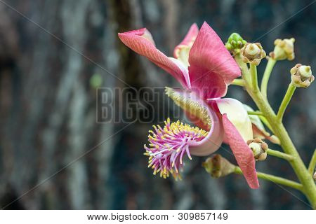 Close Shorea Robusta Image & Photo (Free Trial) | Bigstock
