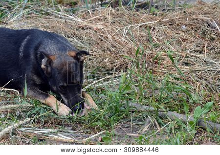 Mixed-breed Dog Hewing Image & Photo (Free Trial) | Bigstock