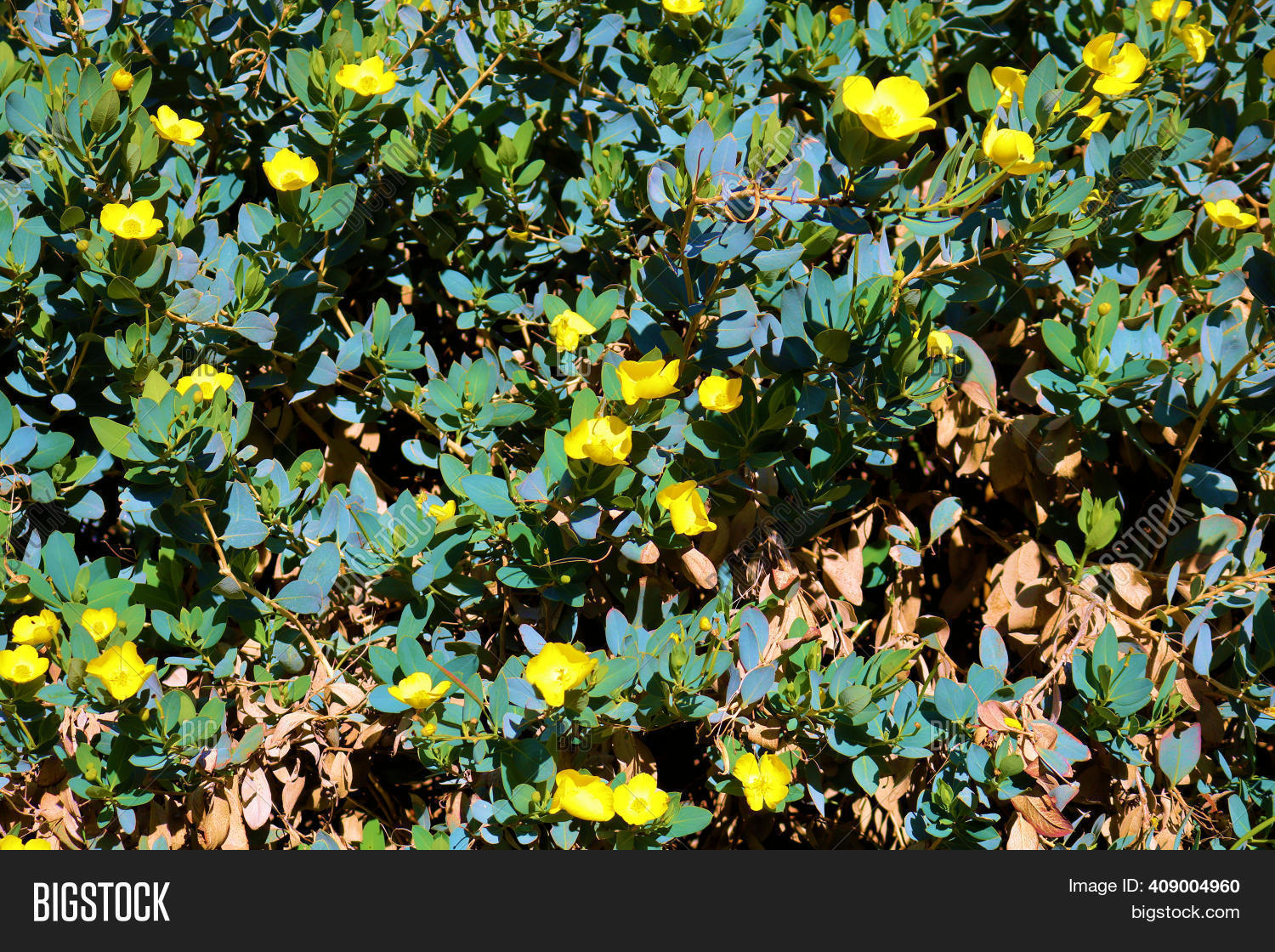 Bush Poppy Plant Image & Photo (Free Trial) | Bigstock