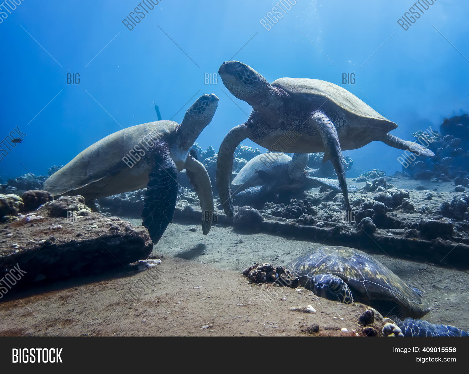 Group Sea Turtles Image & Photo (Free Trial) | Bigstock