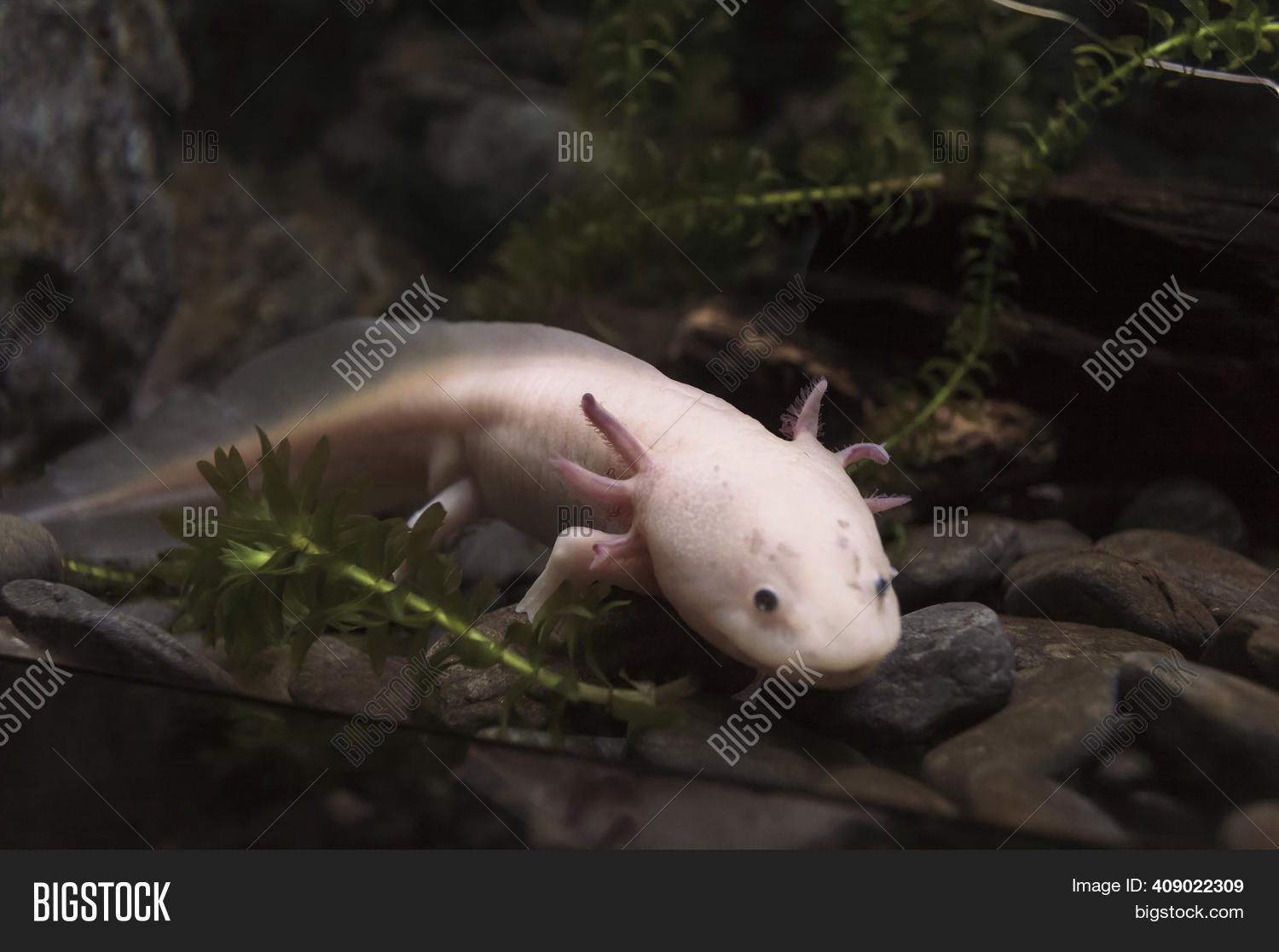 Lying On Rocks Axolotl Image & Photo (Free Trial) | Bigstock