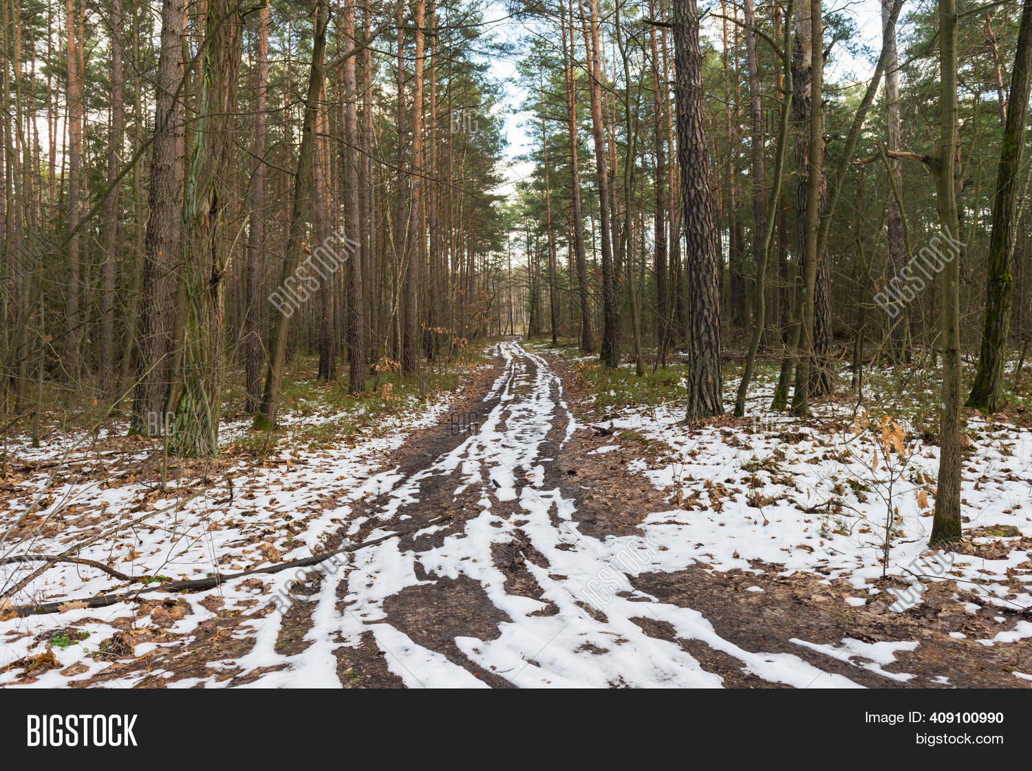 Forest Unpaved Road. Image & Photo (Free Trial) | Bigstock