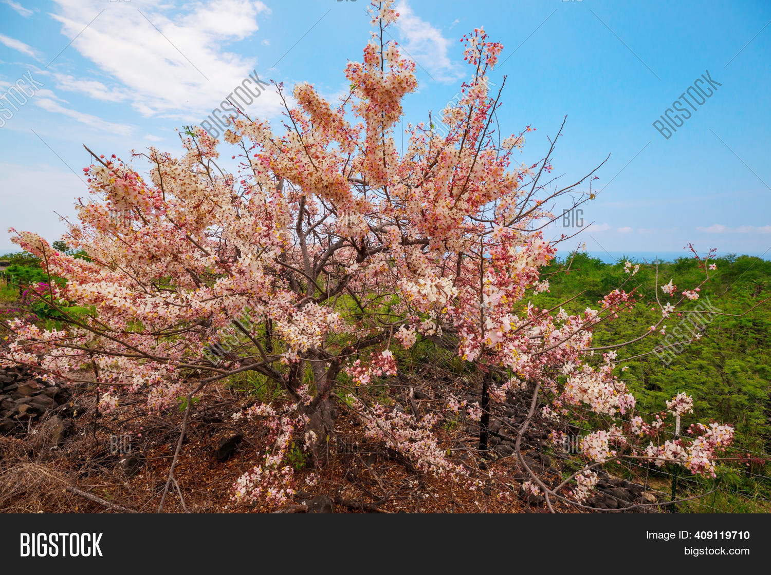 Cassia Fistula Tree Image & Photo (Free Trial) | Bigstock