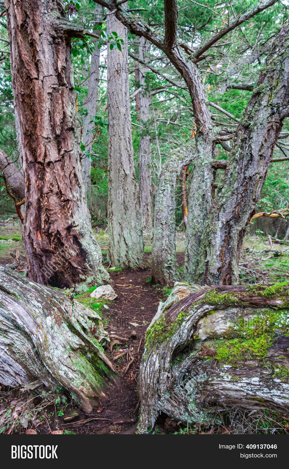 Multiple Branches Tree Image & Photo (Free Trial) | Bigstock
