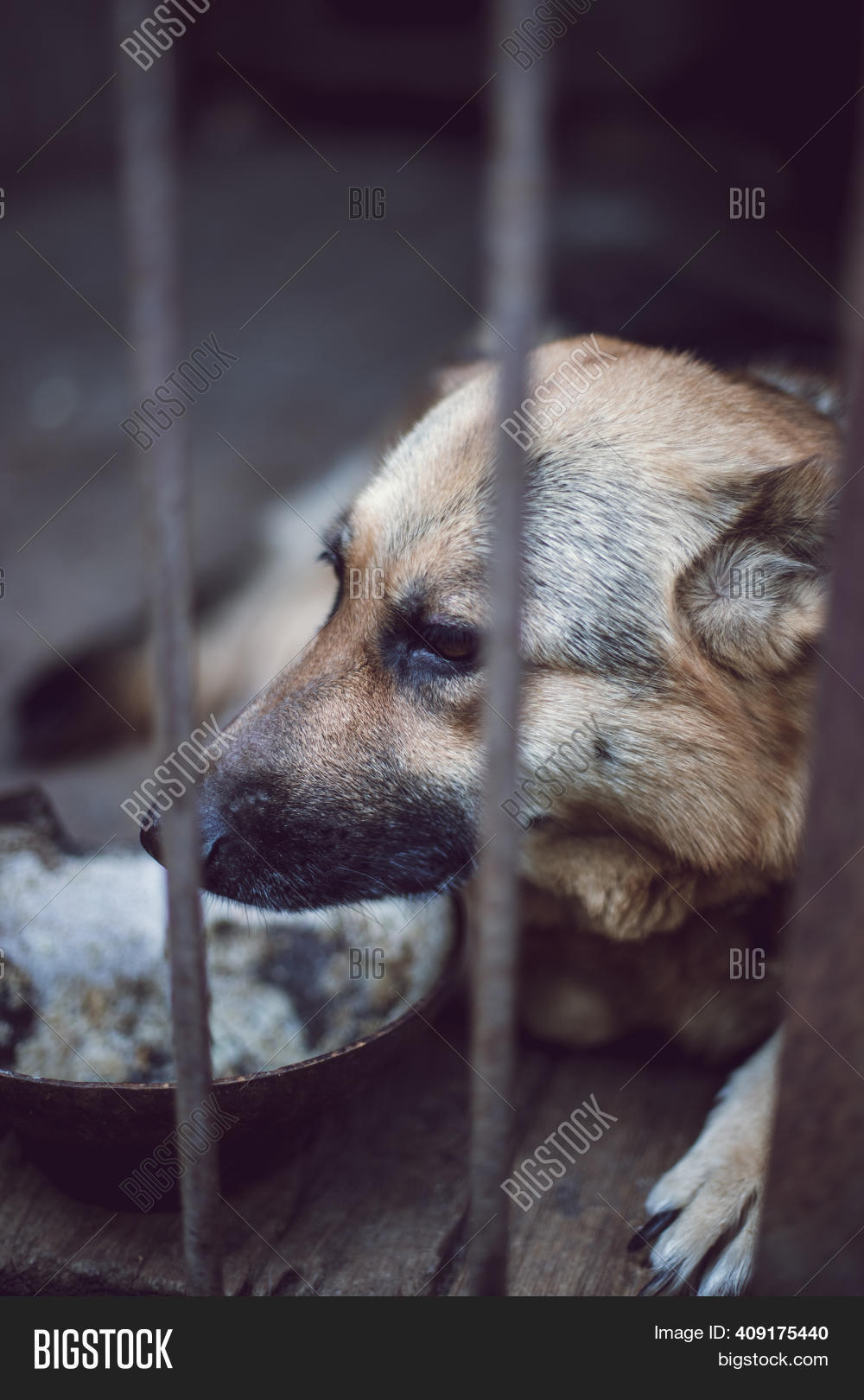 Big Sad Shepherd Old Image & Photo (Free Trial) | Bigstock