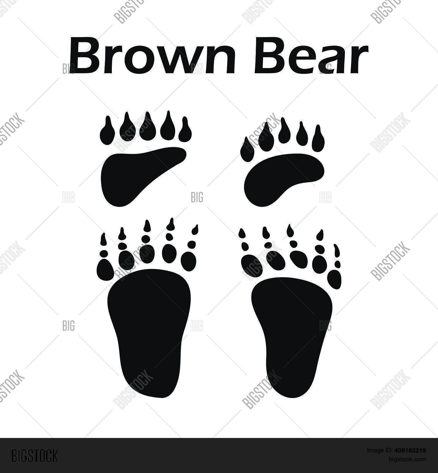 Brown Bear Footprint Vector & Photo (Free Trial) | Bigstock