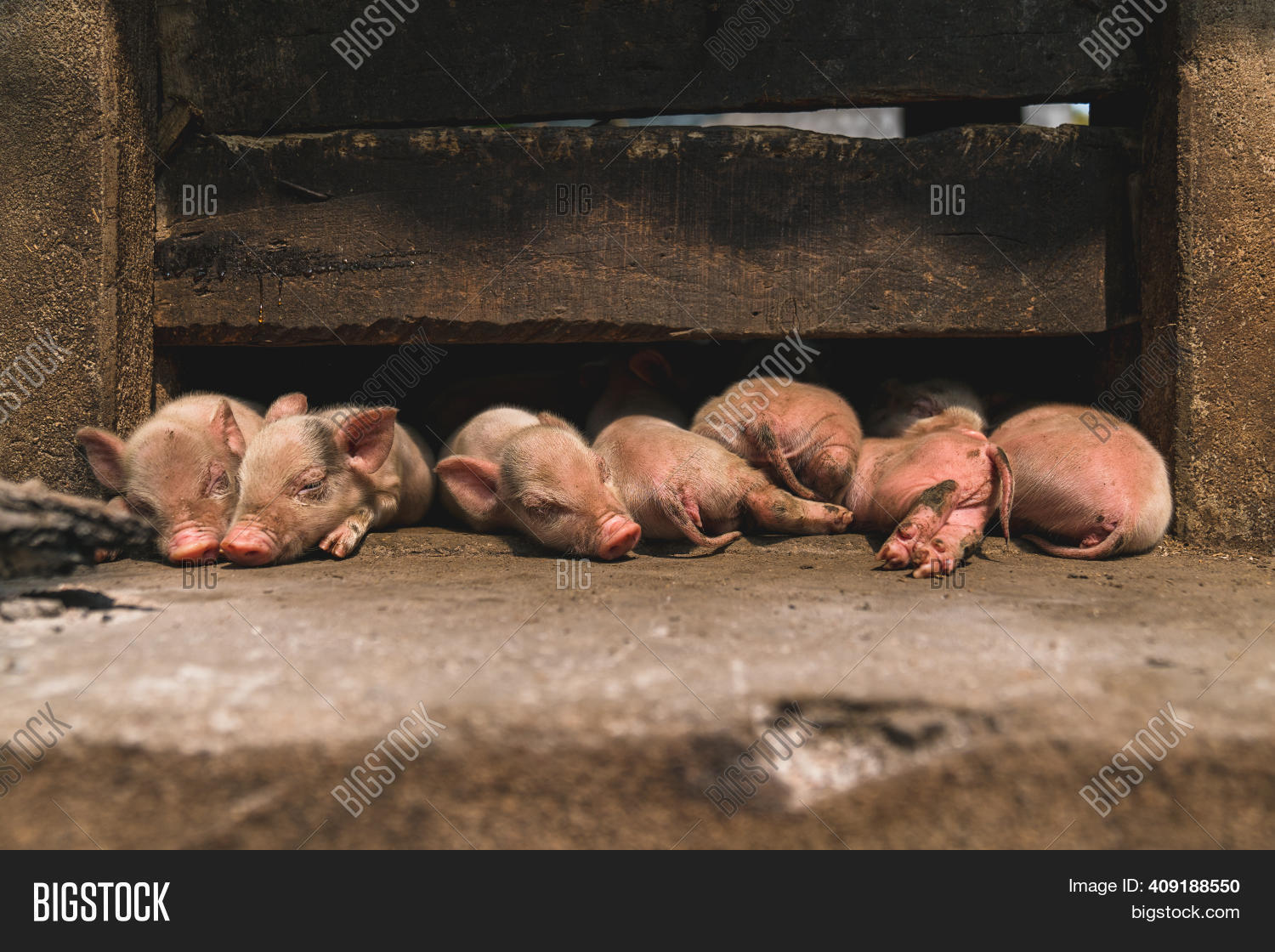 Baby Pigs Sleep Under Image & Photo (Free Trial) | Bigstock