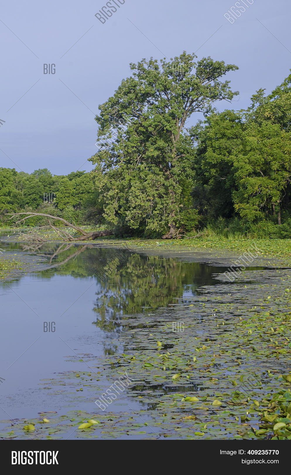 Backwater Pond Area Image & Photo (Free Trial) | Bigstock