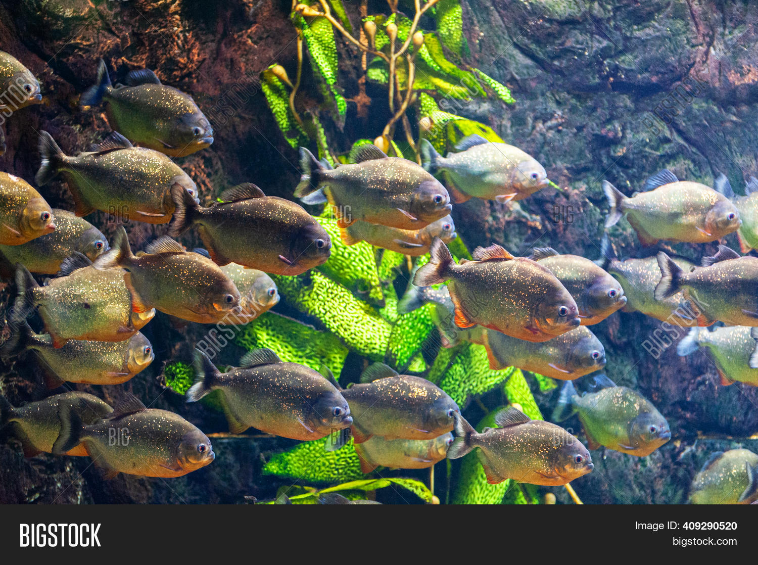 Piranha Fish Image & Photo (Free Trial) | Bigstock