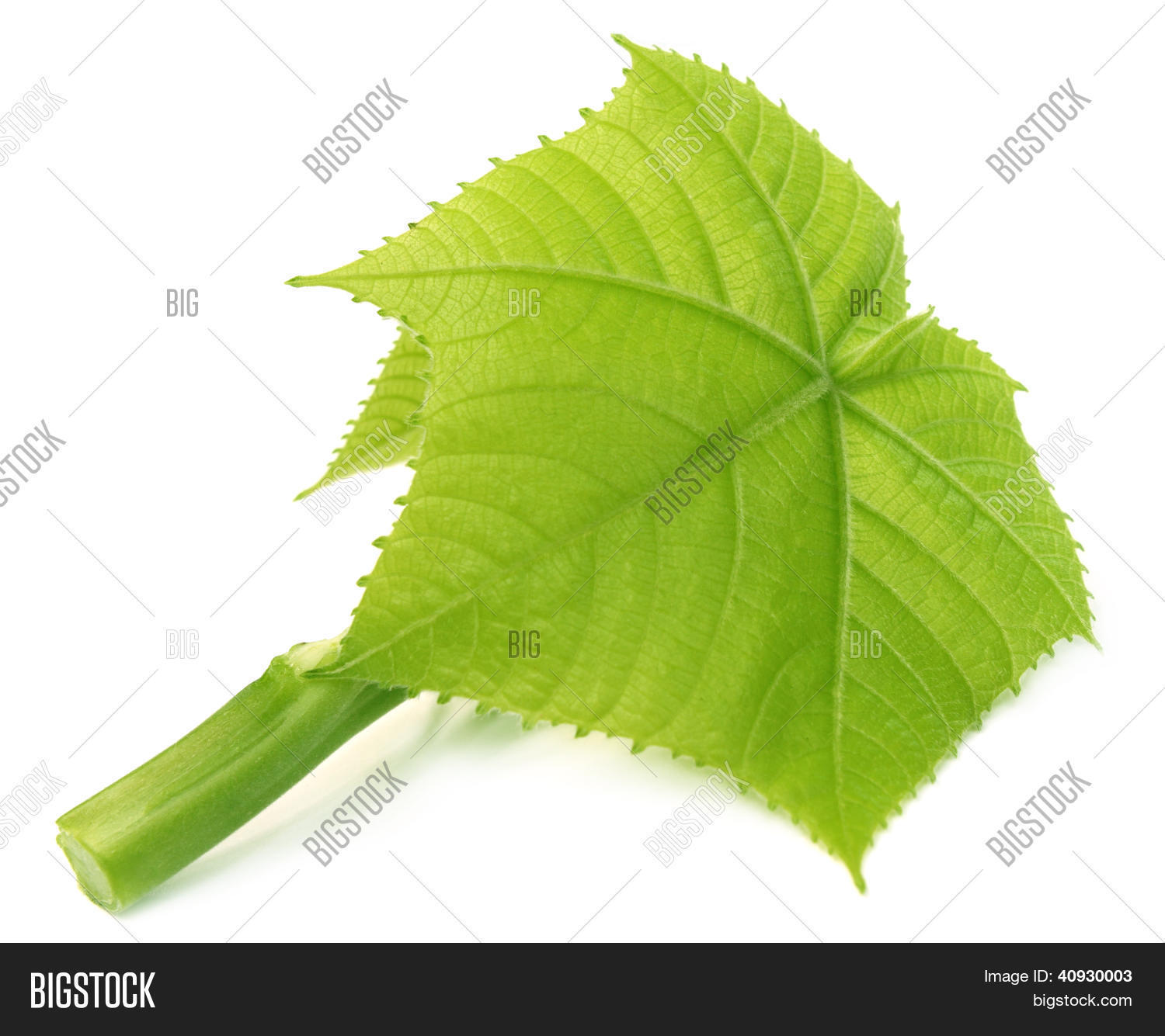 Abroma Augusta Image & Photo (Free Trial) | Bigstock