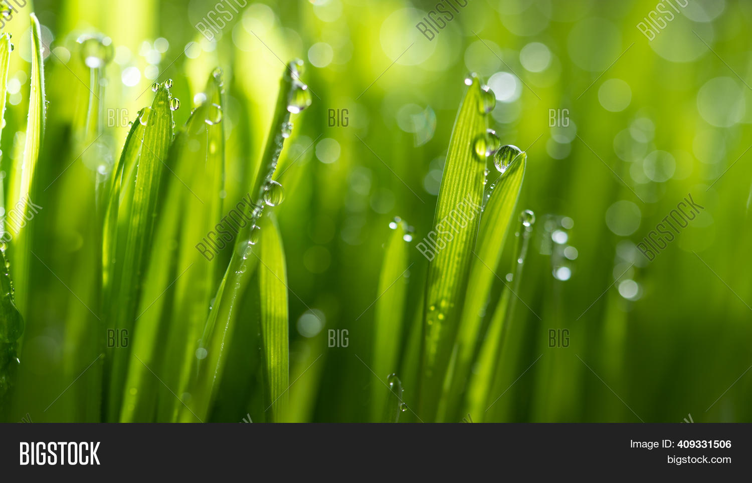 Wet Spring Green Grass Image & Photo (Free Trial) | Bigstock