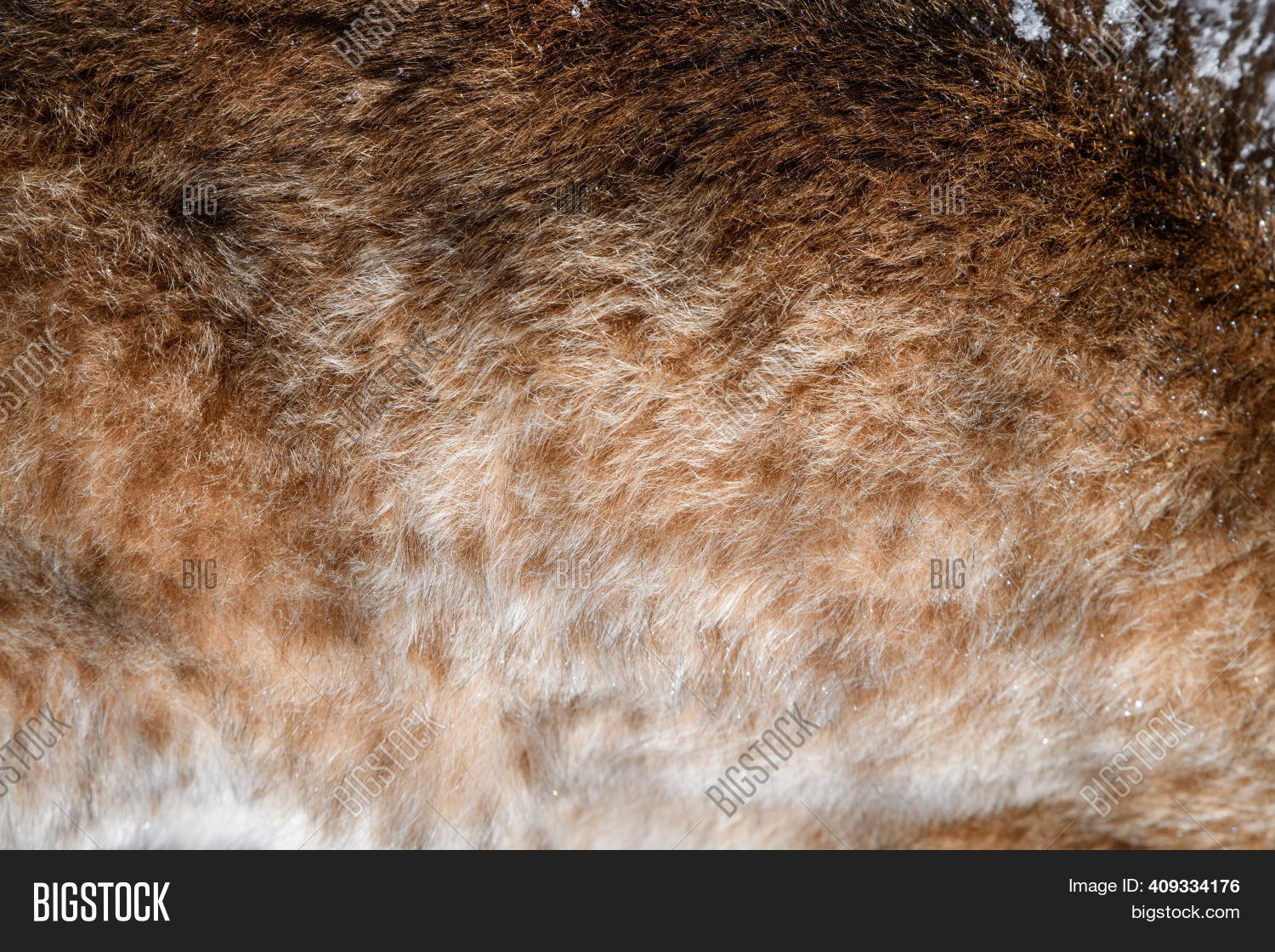 Lynx Pattern Design. Image & Photo (Free Trial) | Bigstock