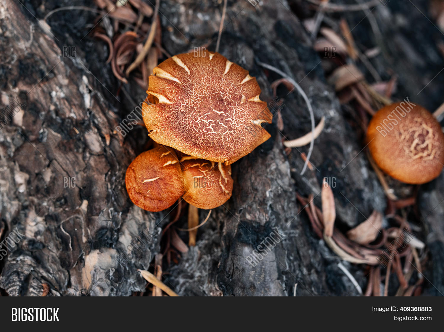 Orange-colored Image & Photo (Free Trial) | Bigstock