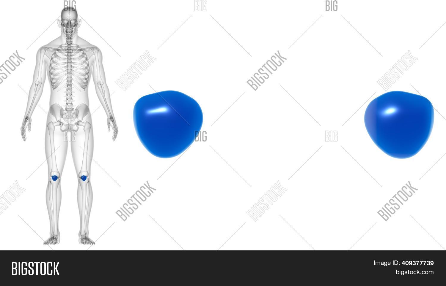 Human Skeleton Anatomy Image & Photo (Free Trial) | Bigstock