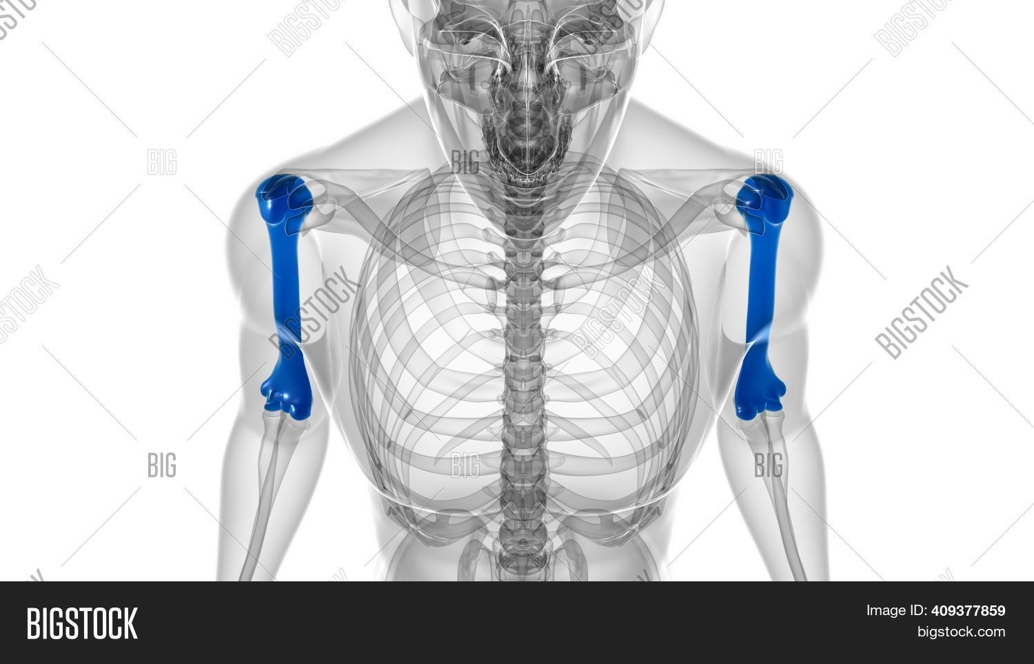 Human Skeleton Anatomy Image & Photo (Free Trial) | Bigstock