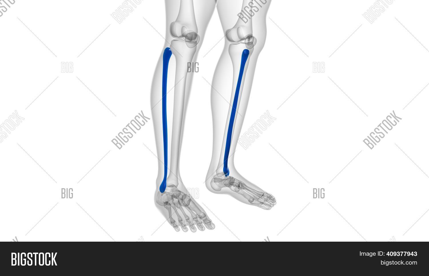 Human Skeleton Anatomy Image & Photo (Free Trial) | Bigstock