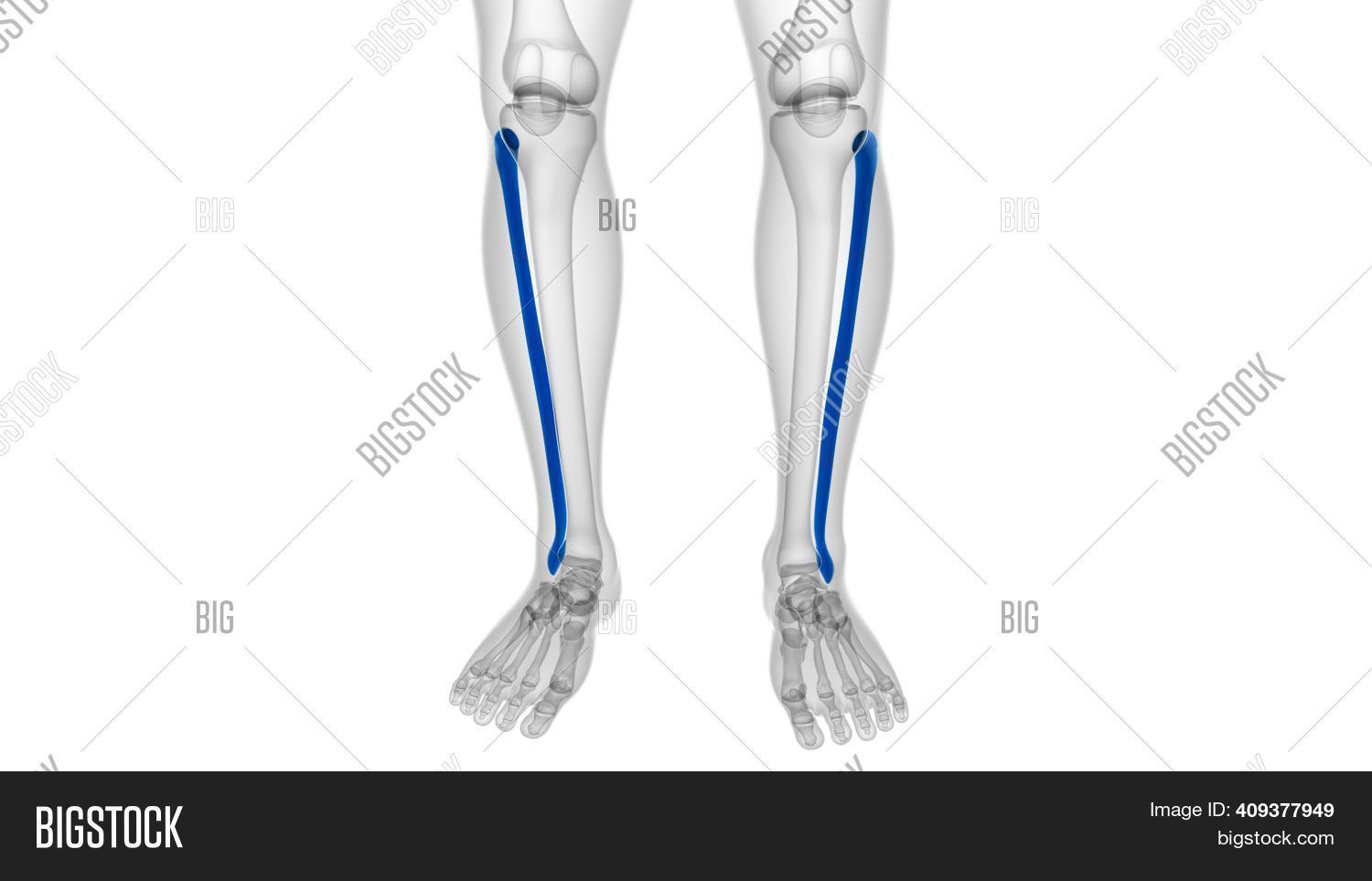 Human Skeleton Anatomy Image & Photo (Free Trial) | Bigstock