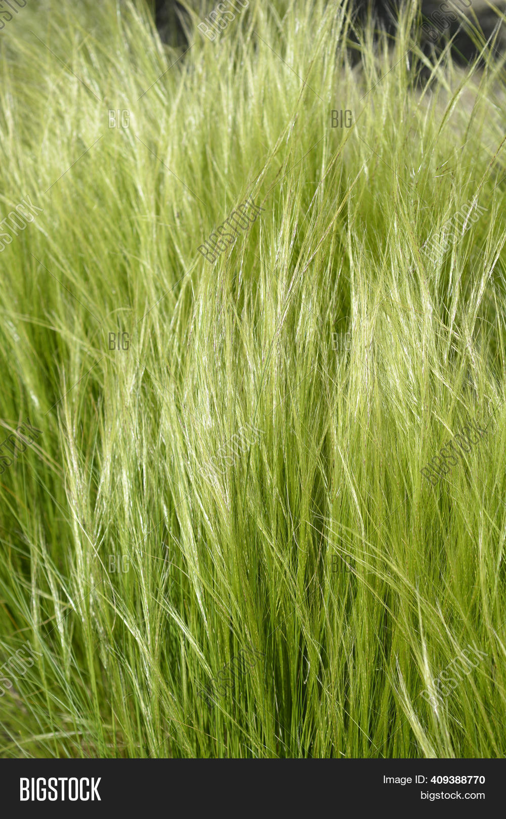 Pony Tails Grass - Image & Photo (Free Trial) | Bigstock