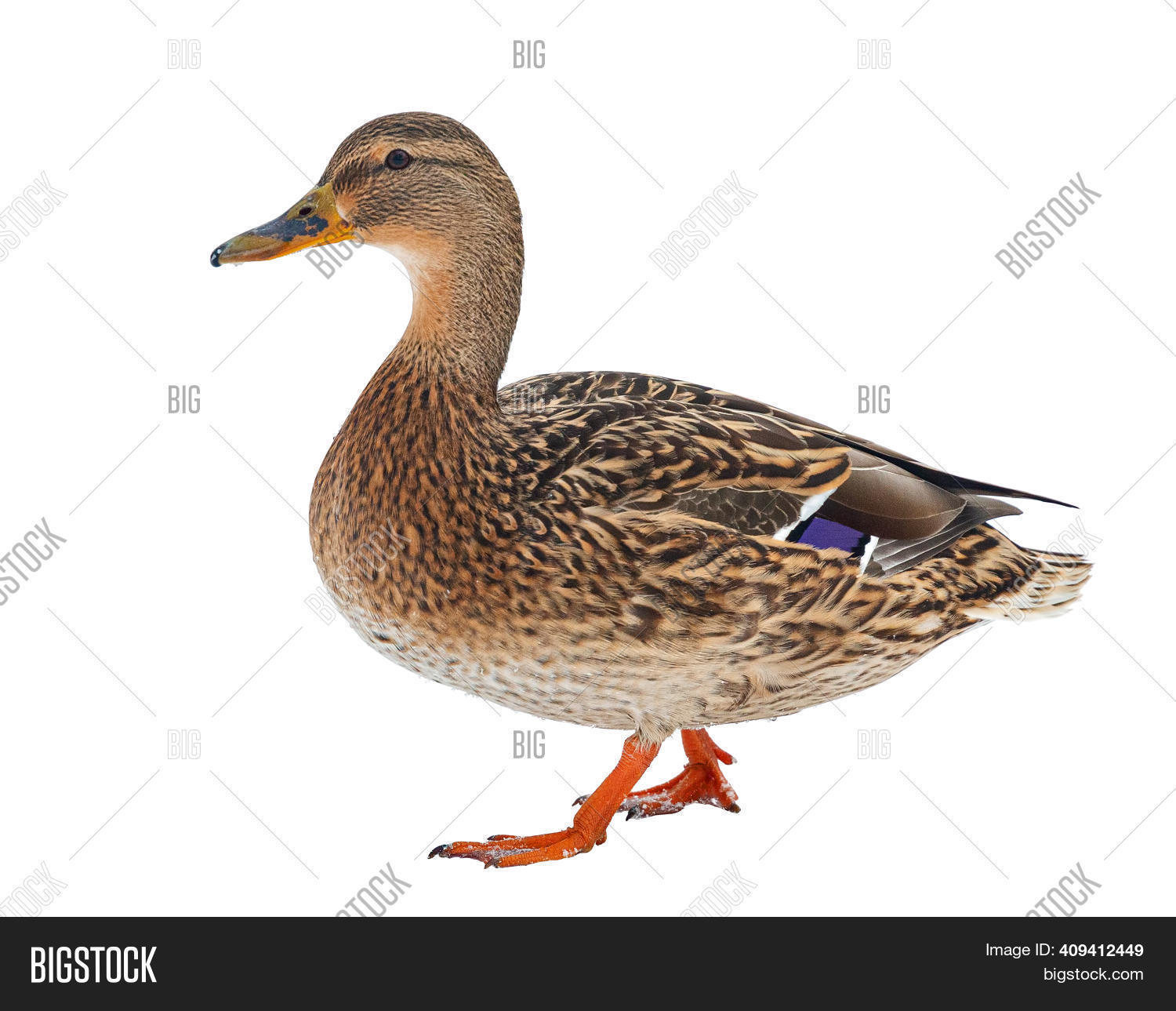 Mallard Duck Isolated Image & Photo (Free Trial) | Bigstock