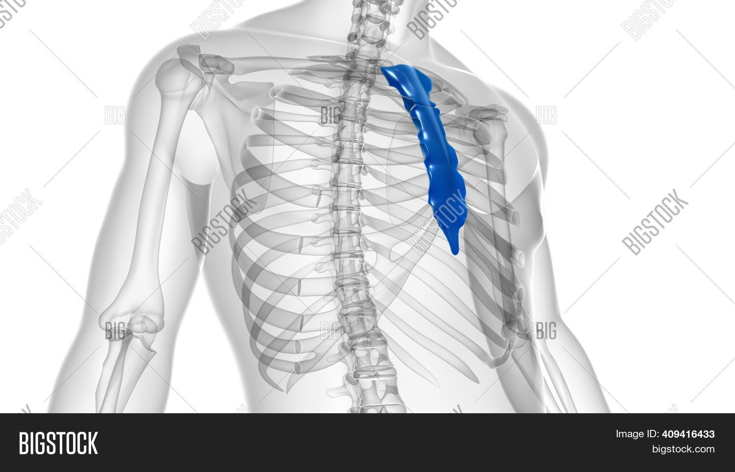 Human Skeleton Sternum Image & Photo (Free Trial) | Bigstock