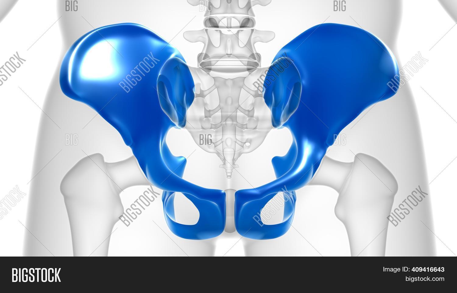 Human Skeleton Hip Image & Photo (Free Trial) | Bigstock