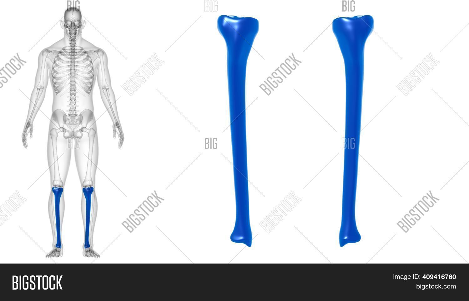 Human Skeleton Anatomy Image & Photo (Free Trial) | Bigstock
