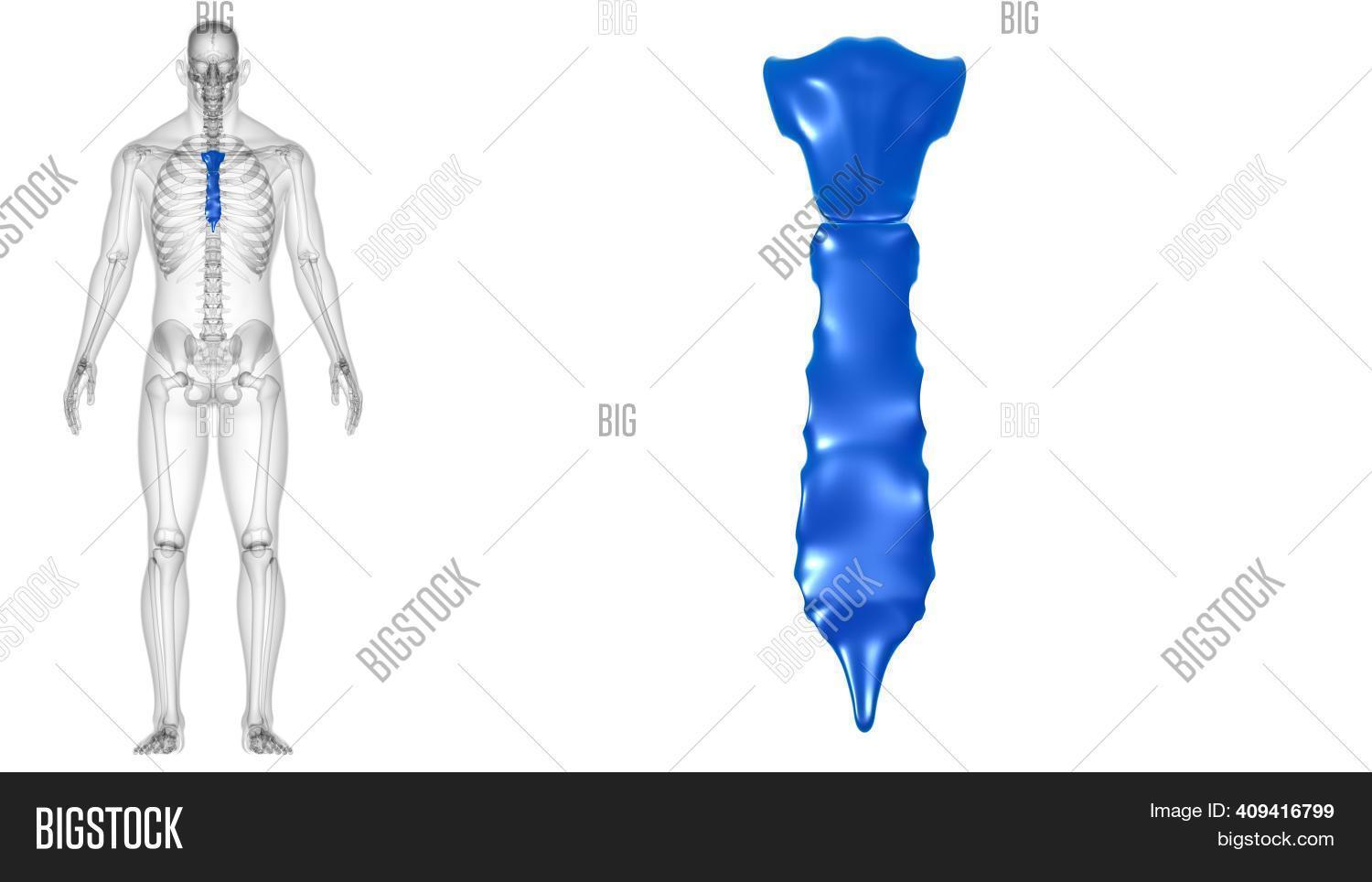 Human Skeleton Sternum Image & Photo (Free Trial) | Bigstock