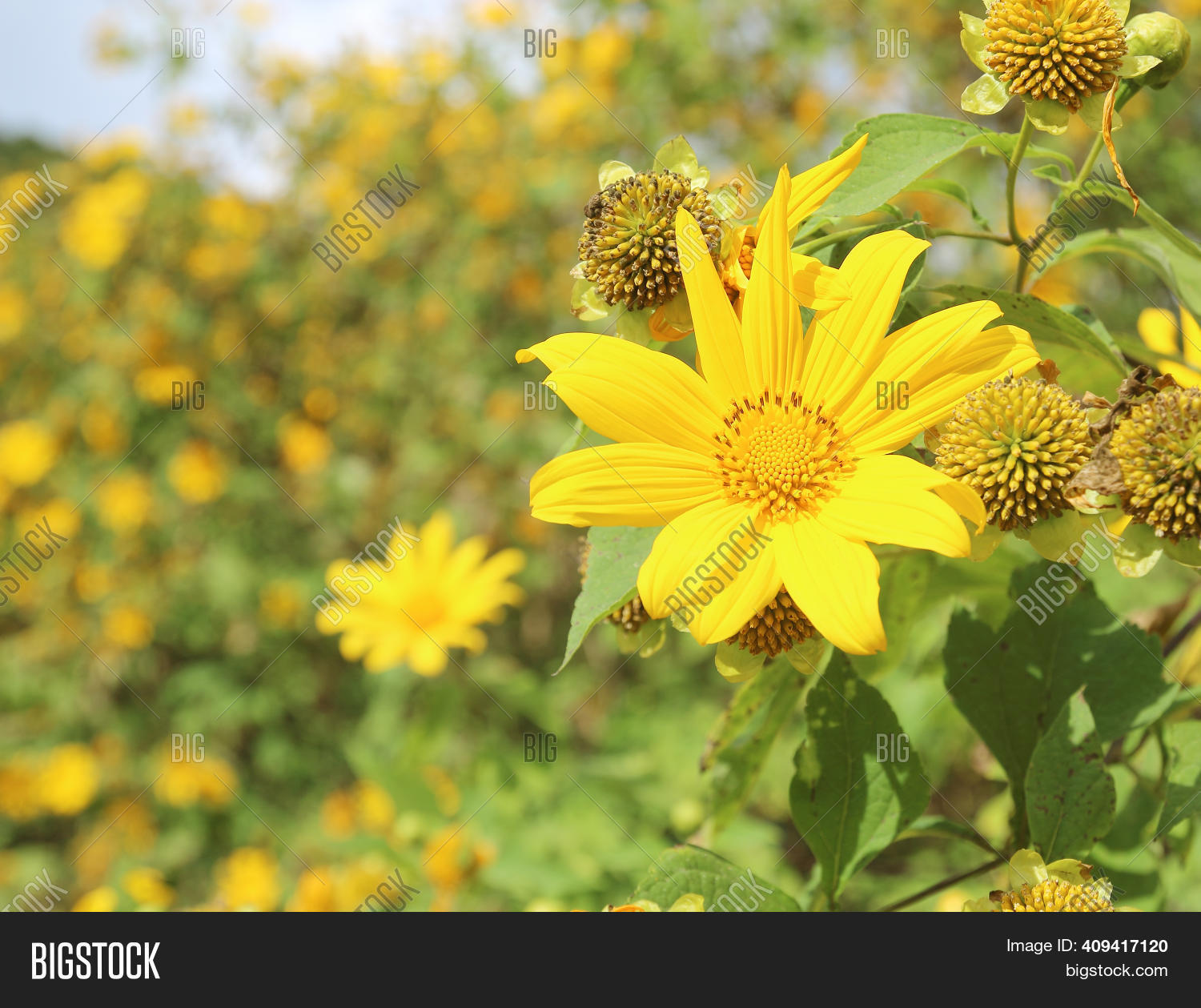 Bua Tong Flowers Doi Image & Photo (Free Trial) | Bigstock