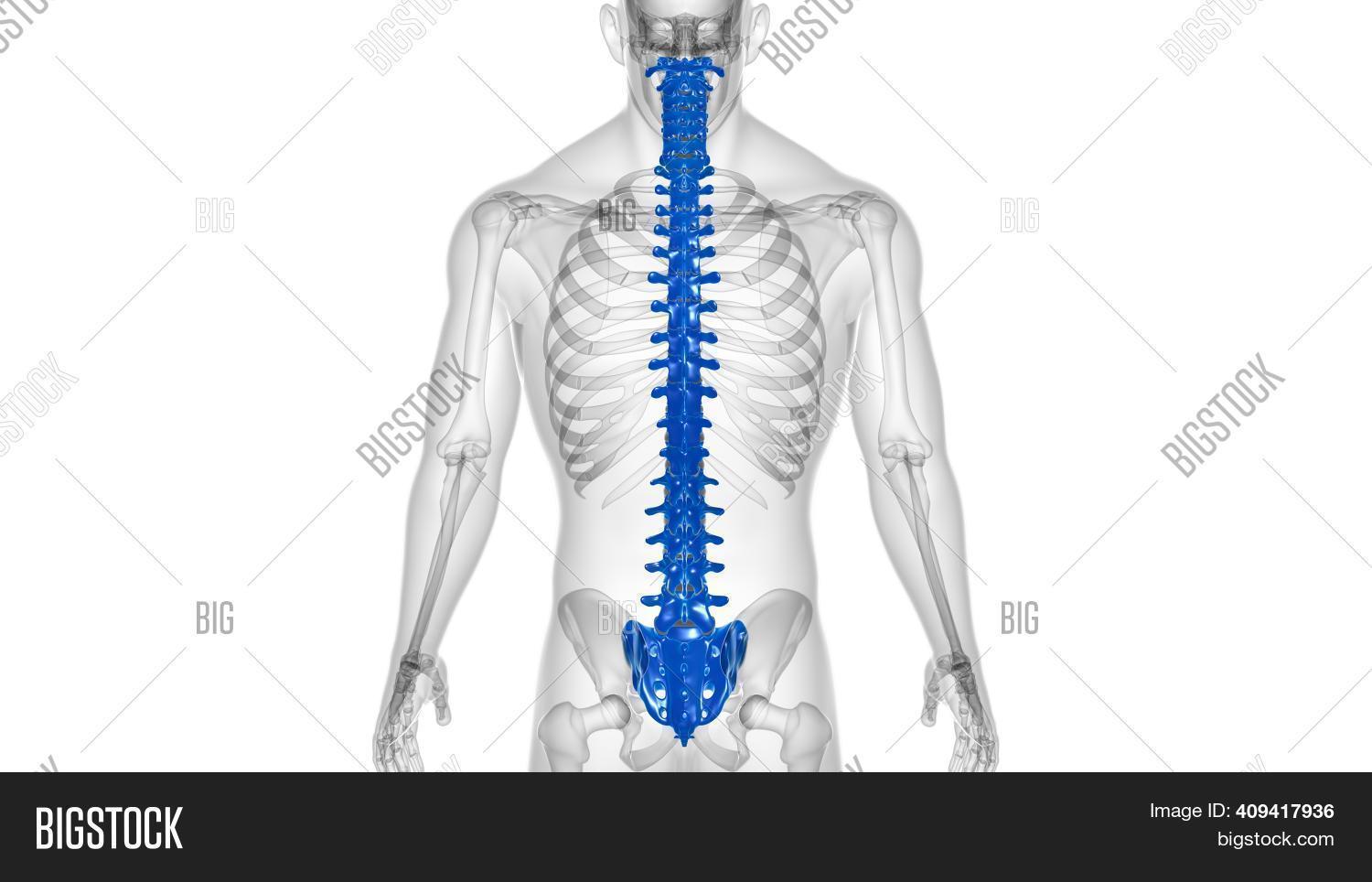 Human Skeleton Image & Photo (Free Trial) | Bigstock