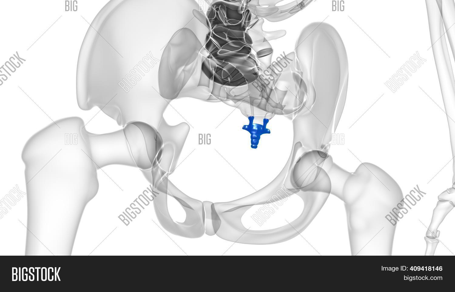 Human Skeleton Image & Photo (Free Trial) | Bigstock