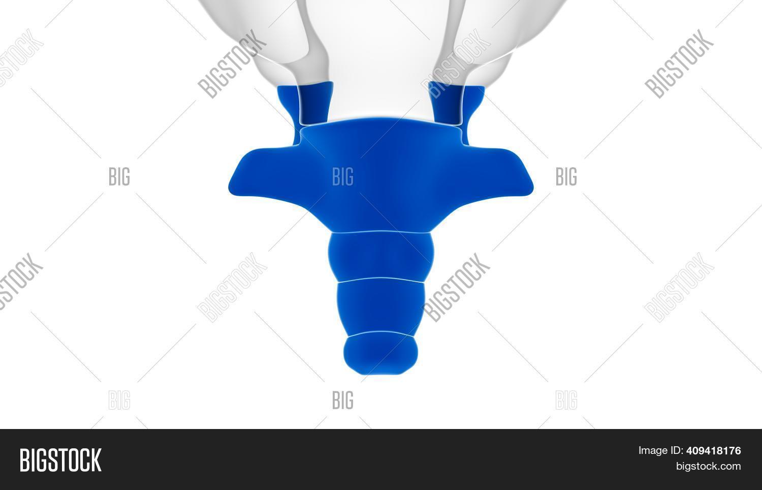 Human Skeleton Image & Photo (Free Trial) | Bigstock