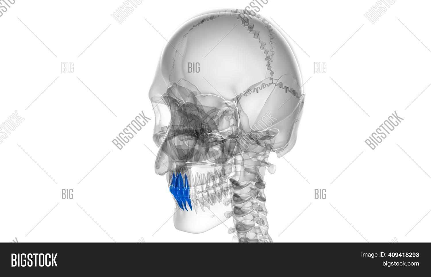 Human Teeth Incisors Image & Photo (Free Trial) | Bigstock