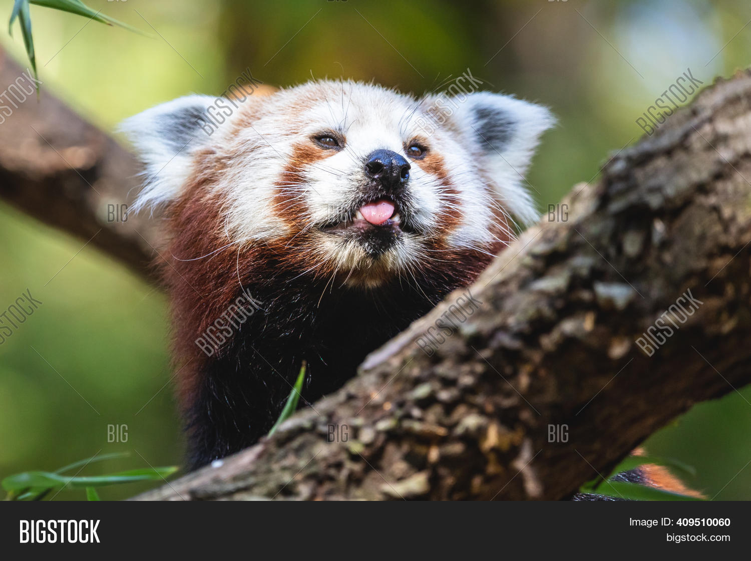 Fluffy Red Panda Image & Photo (Free Trial) | Bigstock