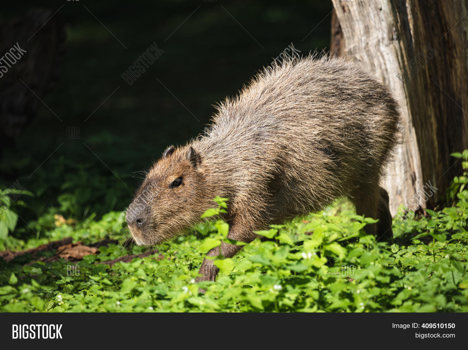 Furry Capybara Summer Image & Photo (Free Trial) | Bigstock