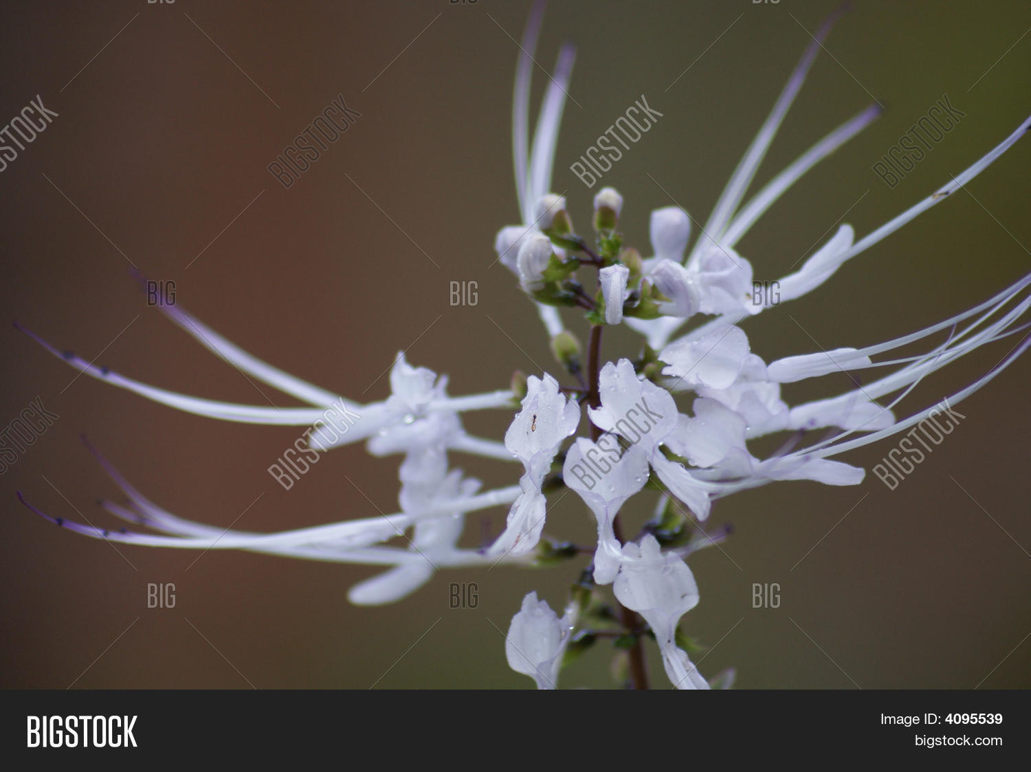 Java Tea Flower Image & Photo (Free Trial) | Bigstock