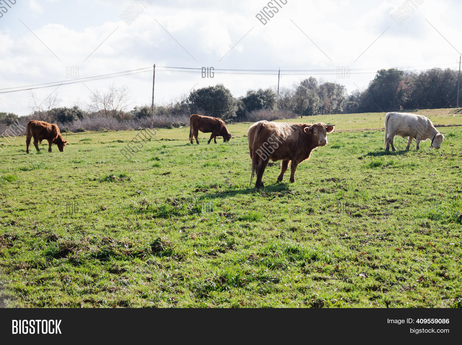 Brown Cow Middle More Image & Photo (Free Trial) | Bigstock