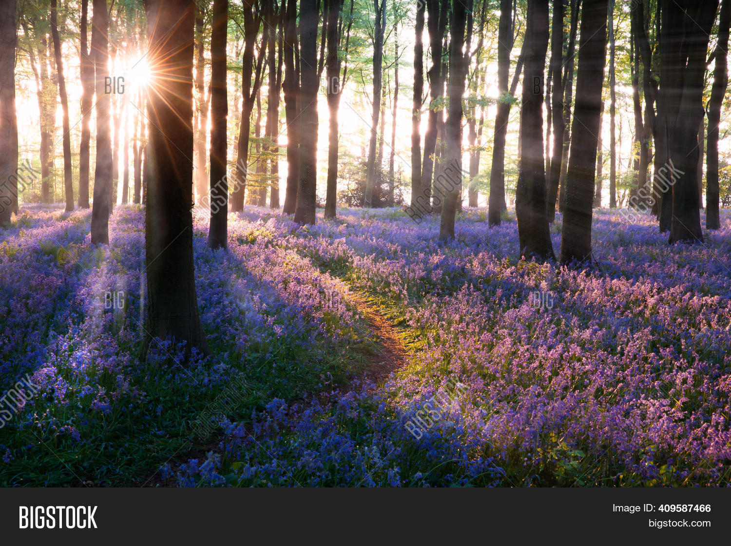 Bluebell Woods Path Image & Photo (Free Trial) | Bigstock