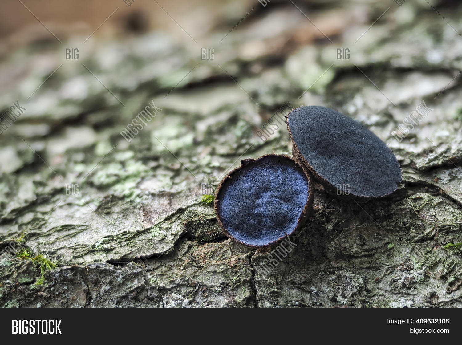 Bulgaria Inquinans Image & Photo (Free Trial) | Bigstock