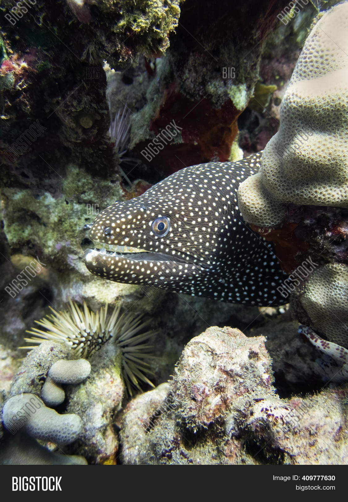 Close Profile Moray Image & Photo (Free Trial) | Bigstock