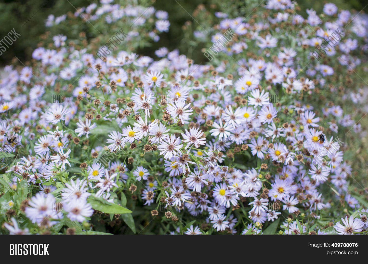 Autumn Aster Garden. Image & Photo (Free Trial) | Bigstock