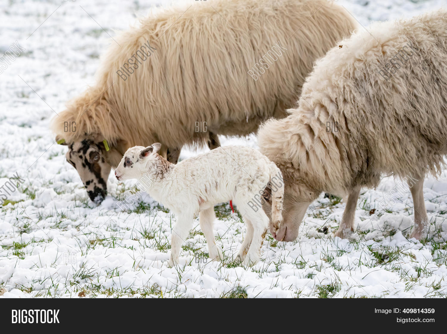 Head Sheep Newborn Image & Photo (Free Trial) | Bigstock