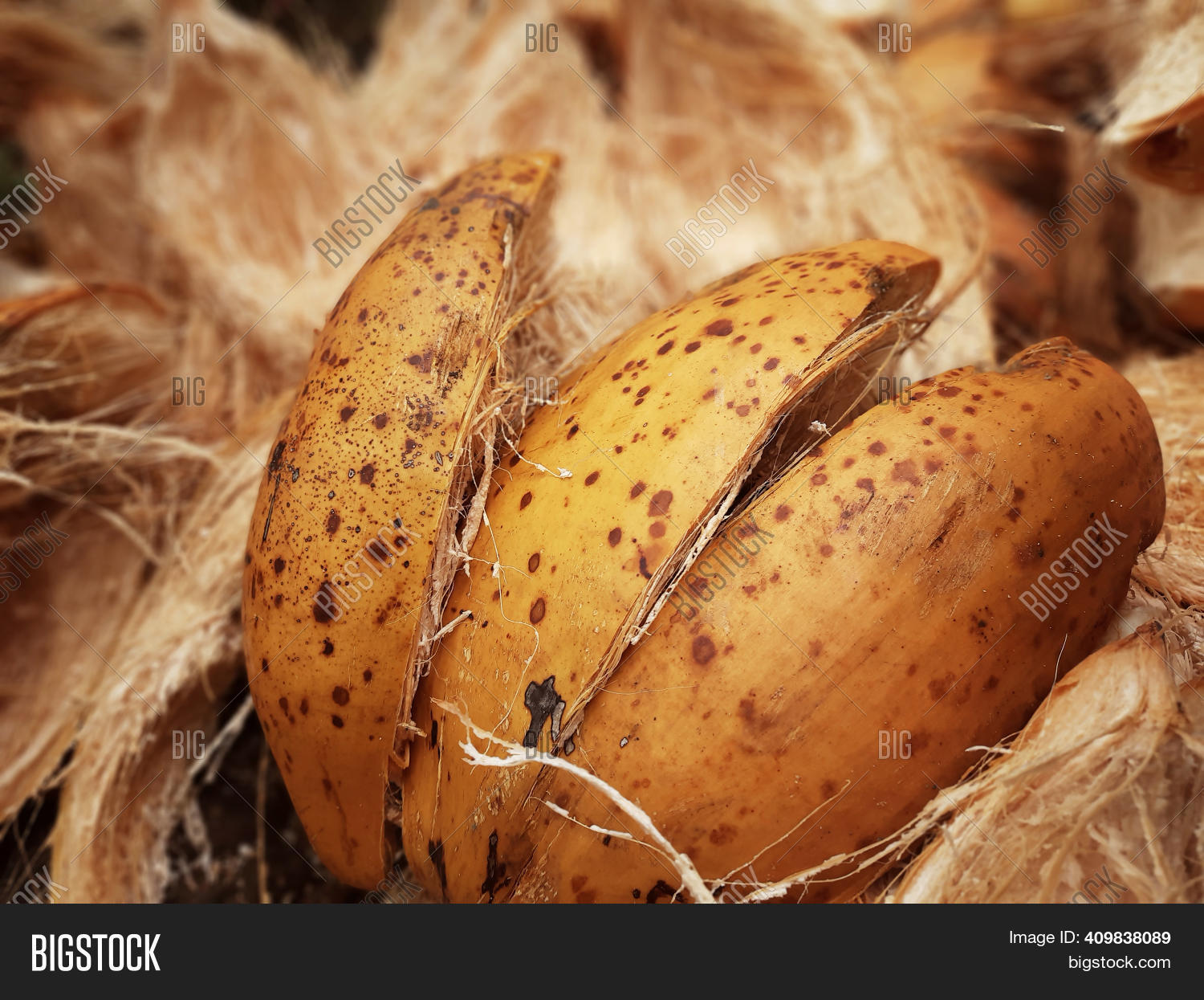 Orange Color Ceylon Image & Photo (Free Trial) | Bigstock