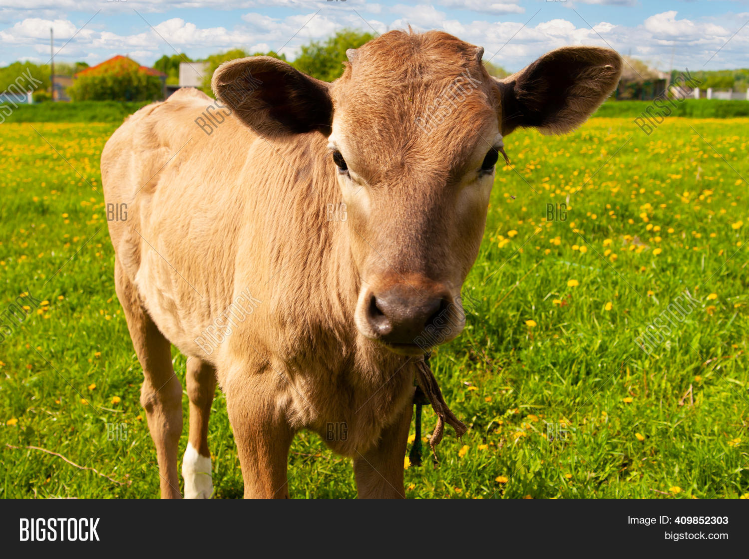 Cute Calf Looks Us. Image & Photo (Free Trial) | Bigstock
