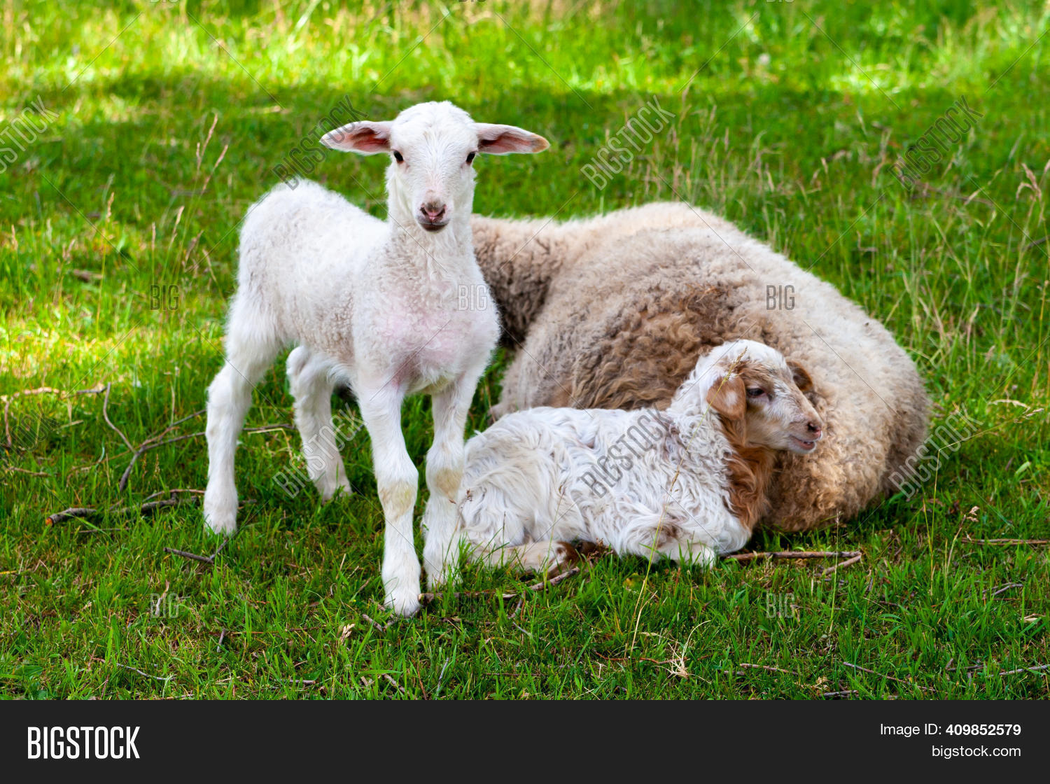 Small White Lamb Image & Photo (Free Trial) | Bigstock