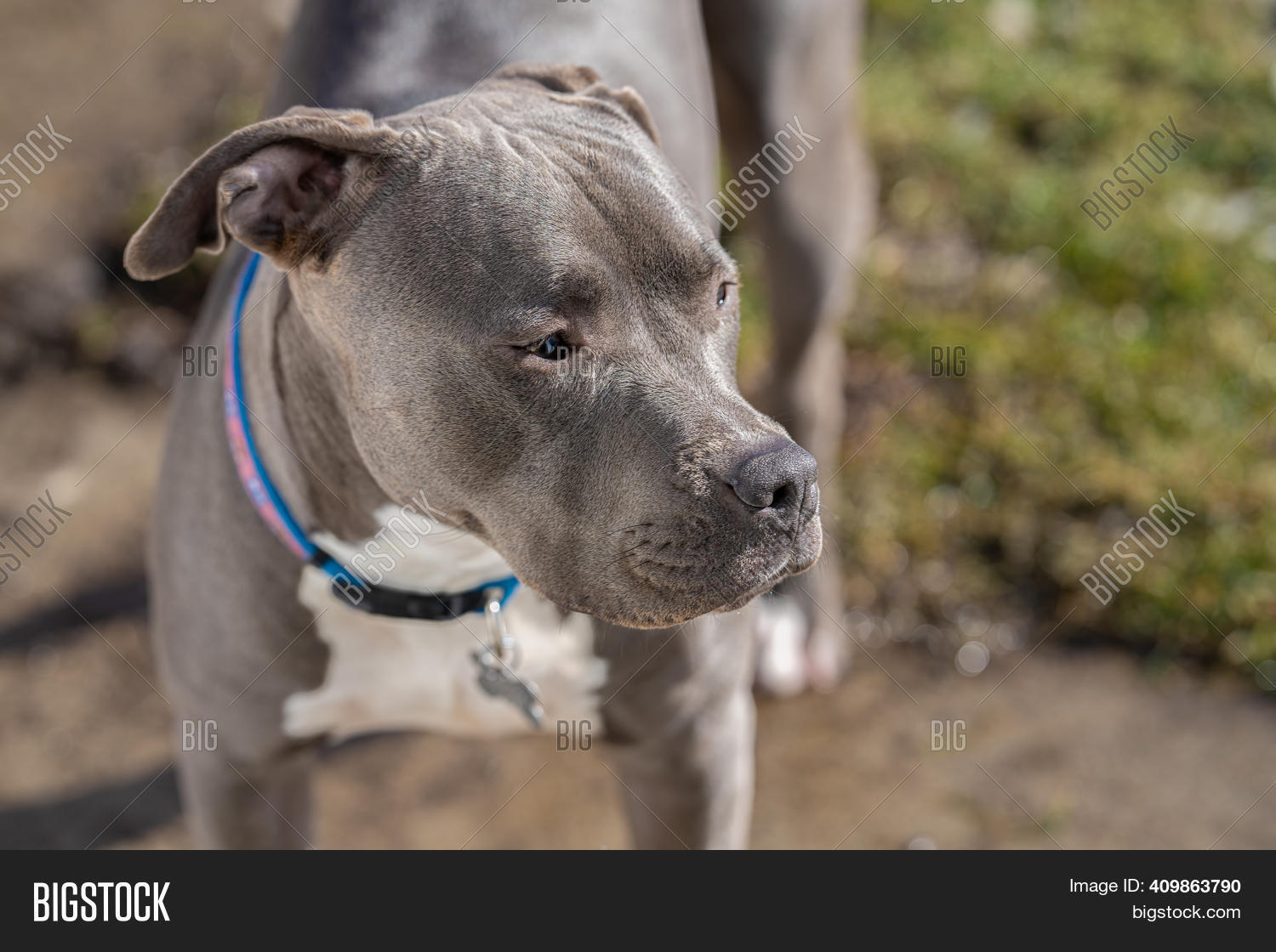 Female Pitbull Terrier Image & Photo (Free Trial) | Bigstock