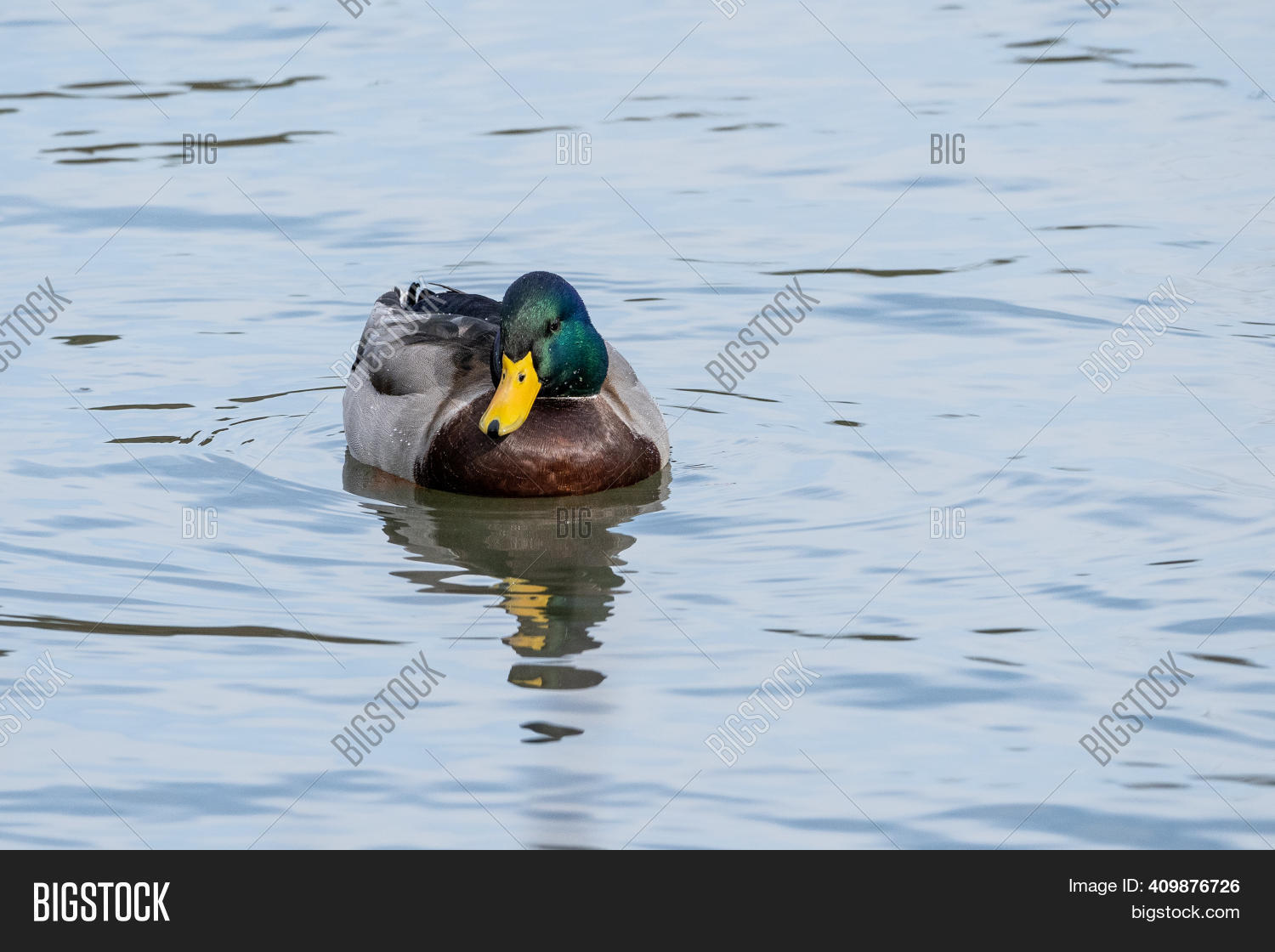 Mallard Swimming Lake Image & Photo (Free Trial) | Bigstock