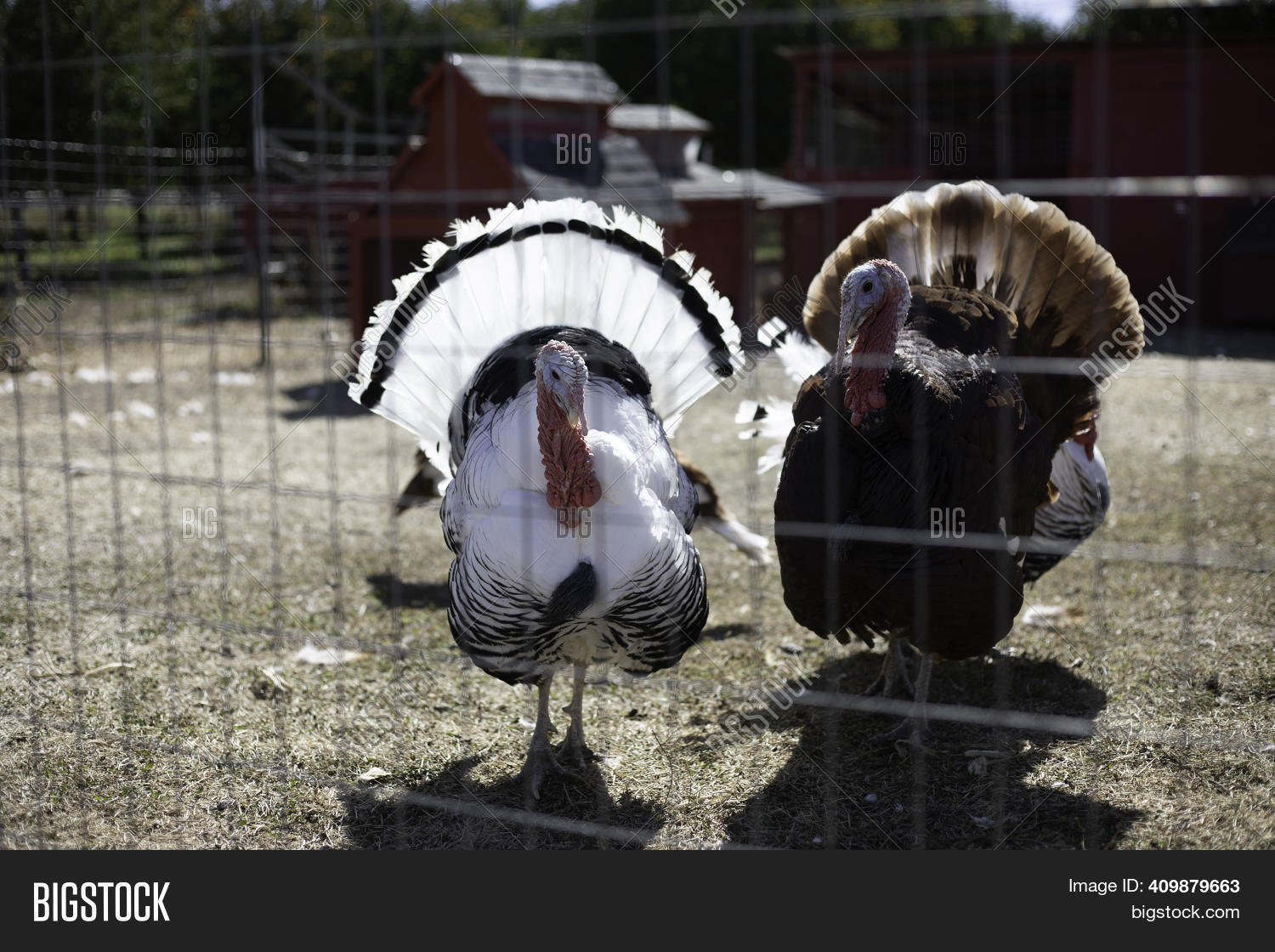 Turkeys Fenced Coop Image & Photo (Free Trial) | Bigstock