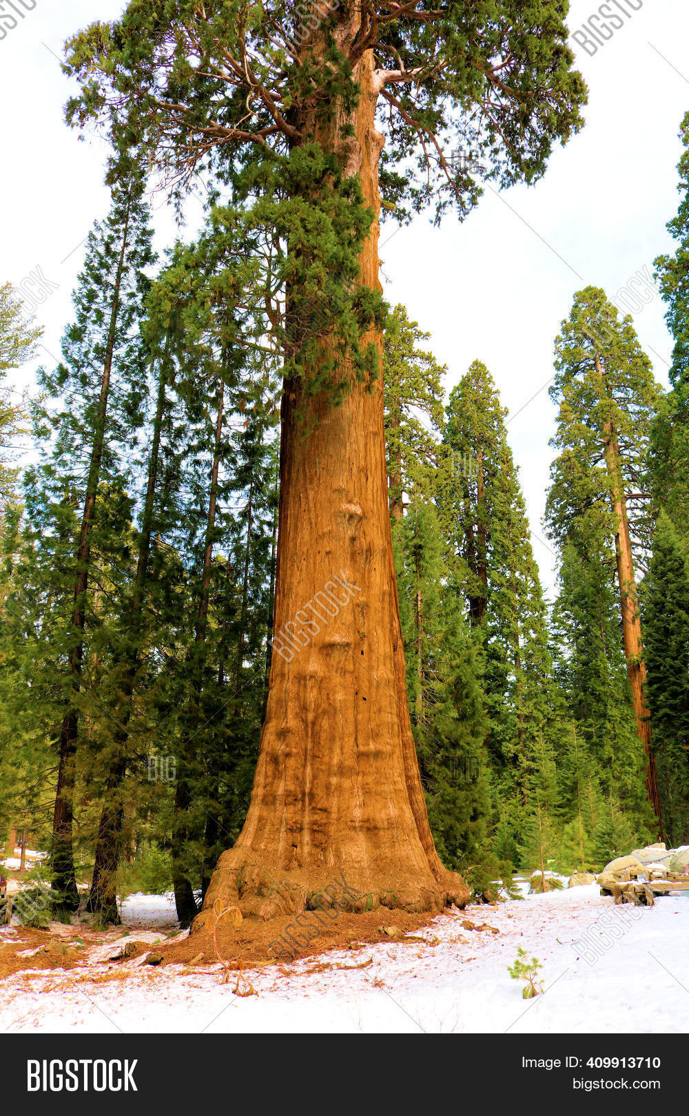 Sequoia Tree Image & Photo (Free Trial) | Bigstock