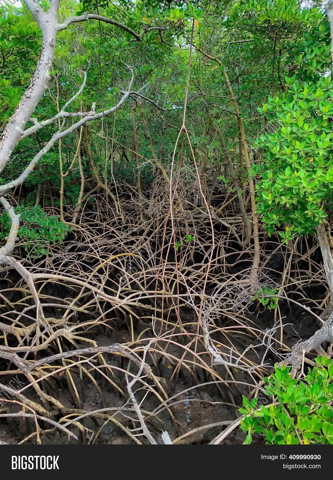 Mangrove Roots South Image & Photo (Free Trial) | Bigstock